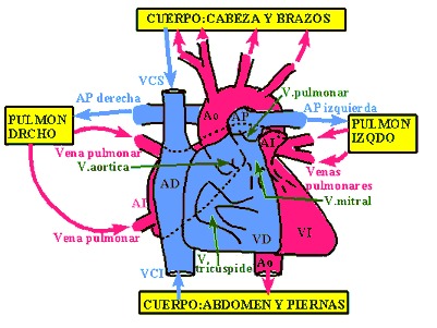 Cardiopatías congénitas / Defectos del corazón – Infogen